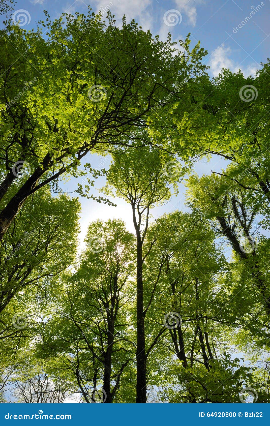 Spring woodland stock photo. Image of trees, countryside - 64920300