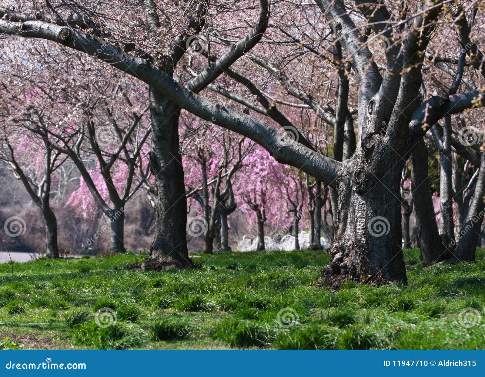 Spring woods stock photo. Image of forest, trees, spring - 11947710