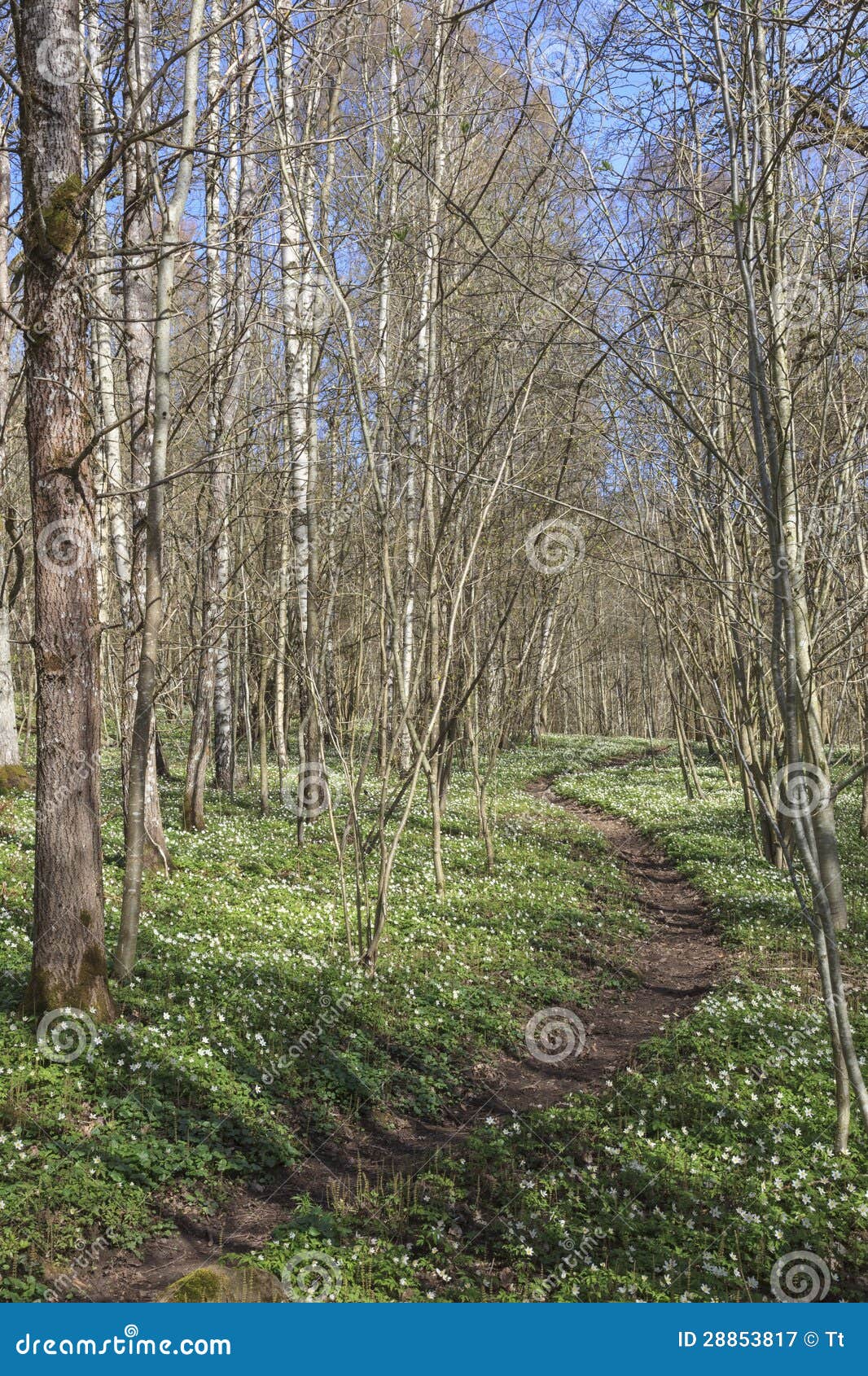Spring woods stock image. Image of footpath, wildflowers - 28853817