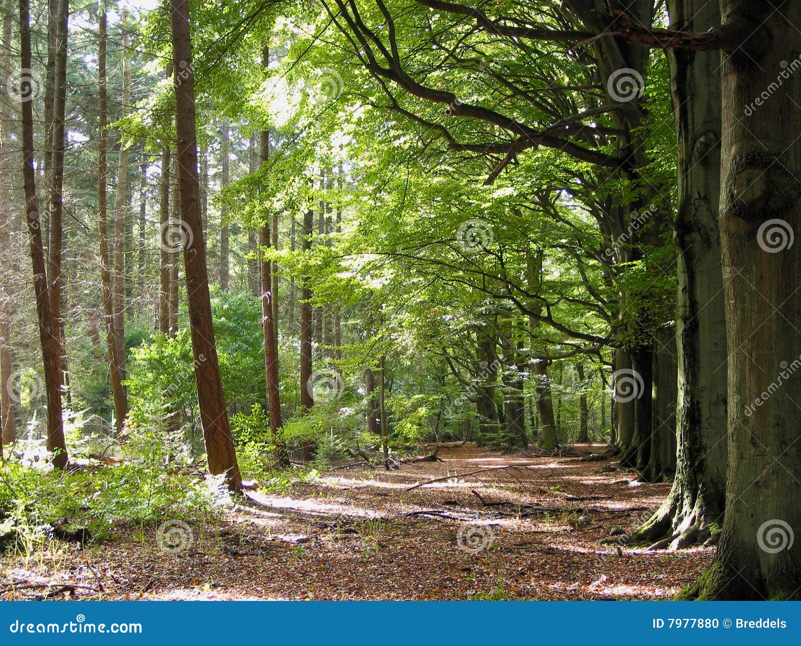 Spring in the woods stock photo. Image of young, hope - 7977880