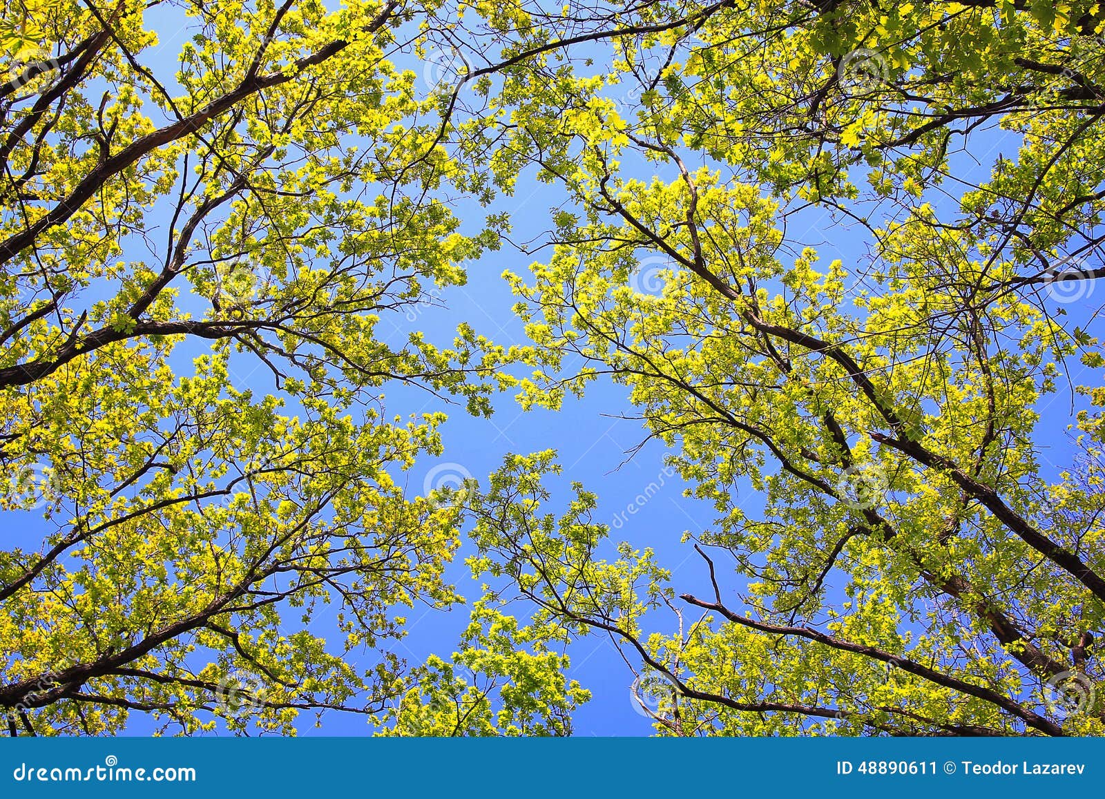 Spring in the woods stock image. Image of bloom, vivid - 48890611