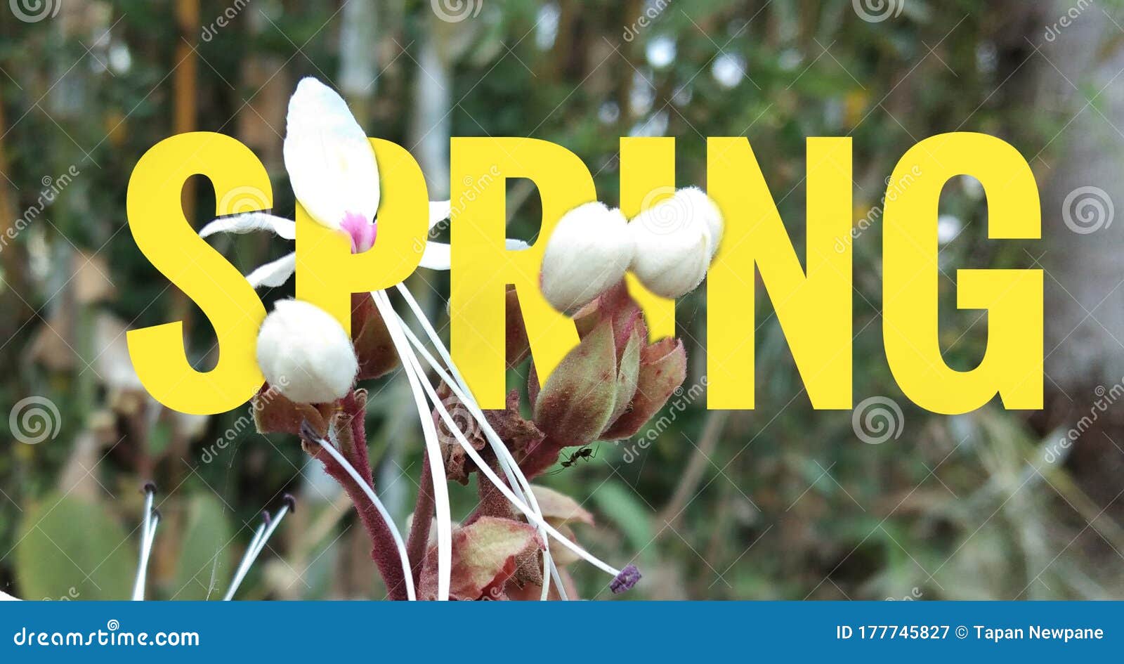 Spring word with flowers stock image. Image of decoration - 177745827
