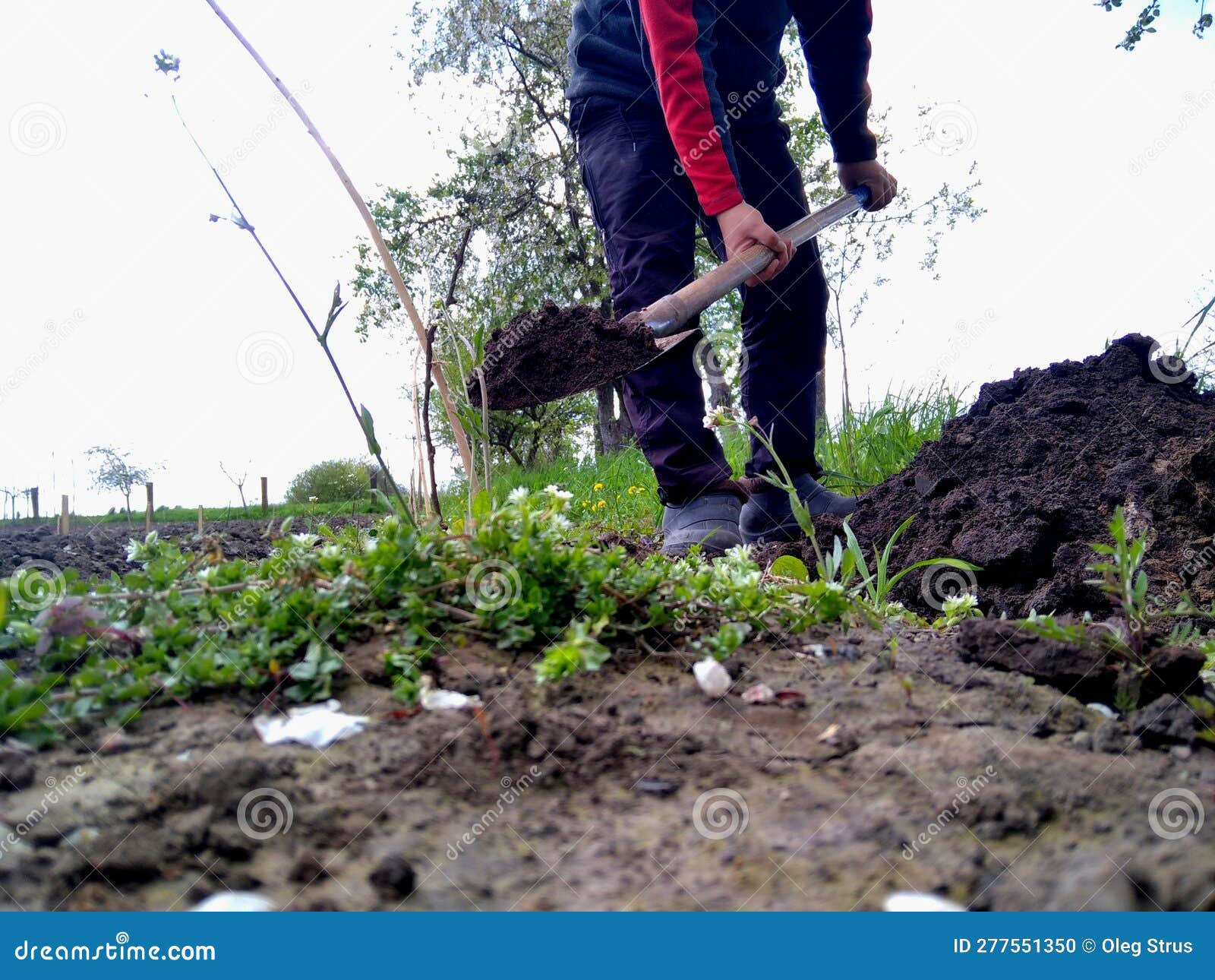 Spring Work in the Garden, Digging Pits Stock Photo - Image of farm ...
