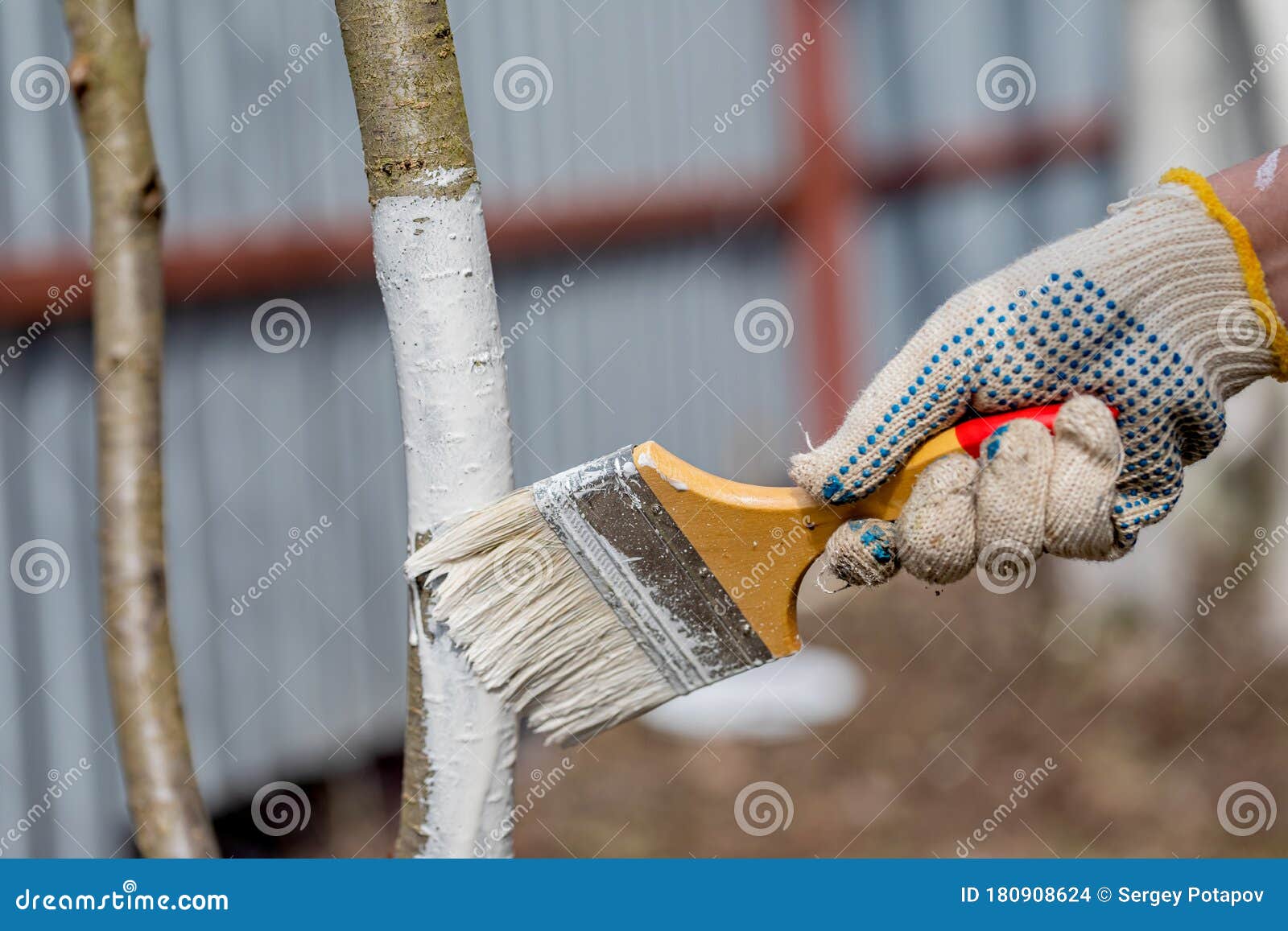 Whitewashing Trees With Lime To Protect Against Disease And Pests Stock ...
