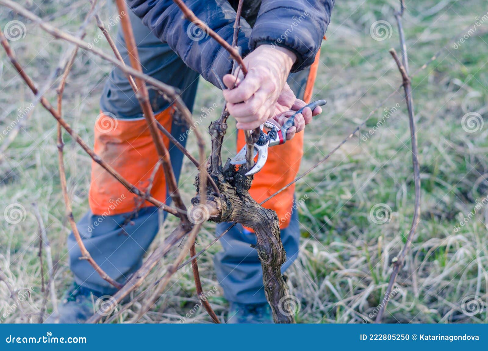Spring Work in Vineyard, Man with Scissors Stock Photo - Image of ...