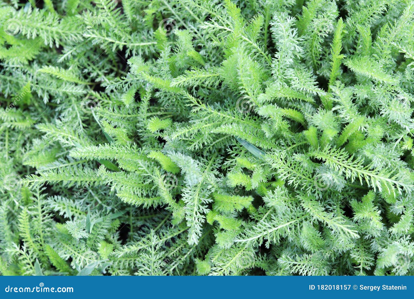 Spring Yarrow Leaves Background. Selective Focus Stock Image - Image of ...
