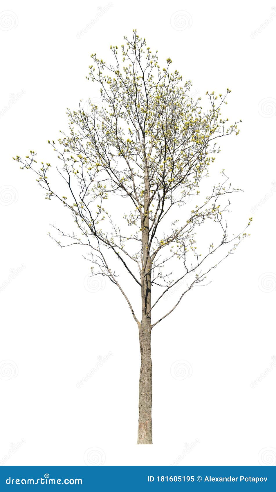 High Key Maple Plank Texture Background. Wood Plank Texture. Wood ...