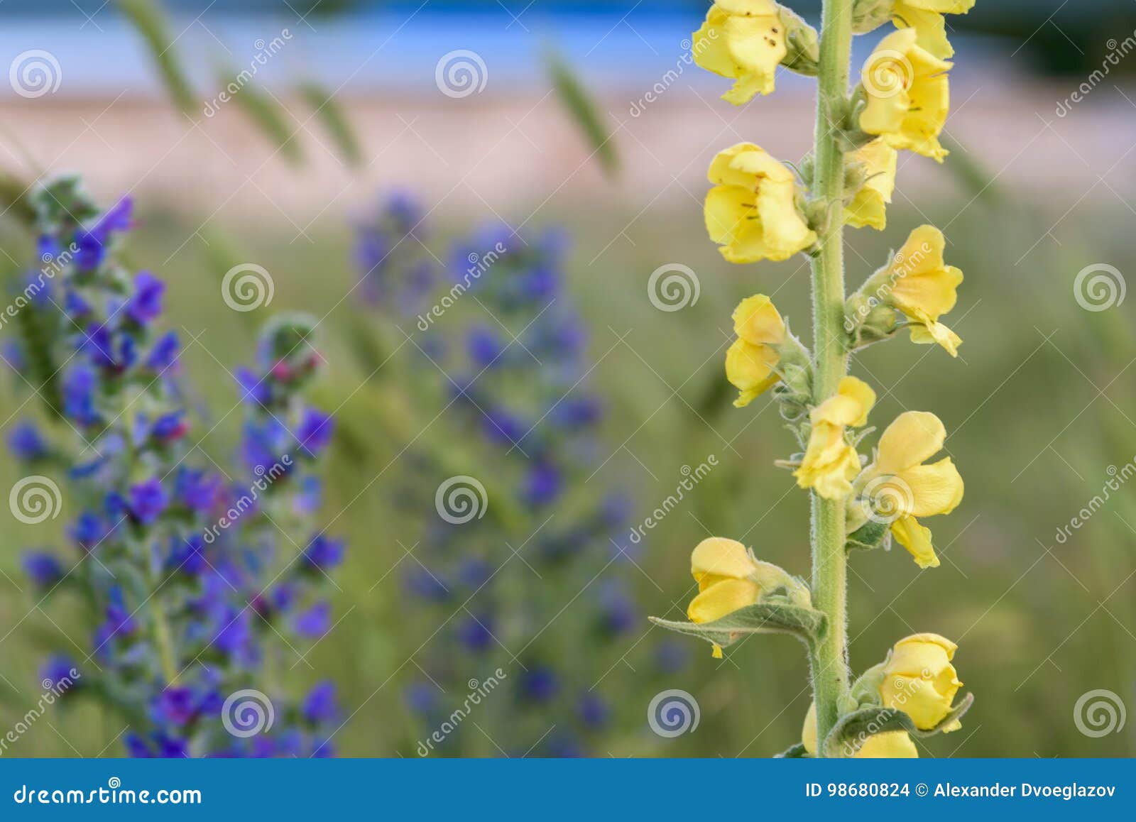 Spring Yellow and Blue Flowers Close Up Stock Photo - Image of nonurban ...