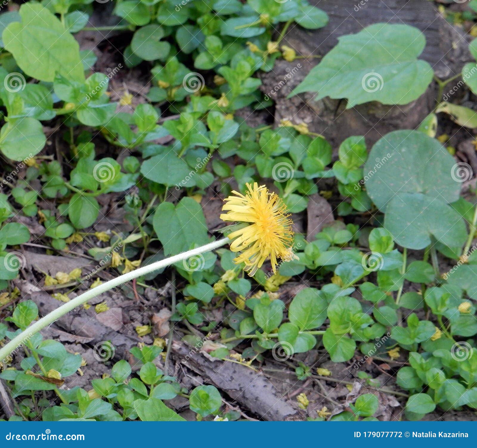 Spring Yellow Bright Dandelion on a Blurry Green Background Stock Photo ...