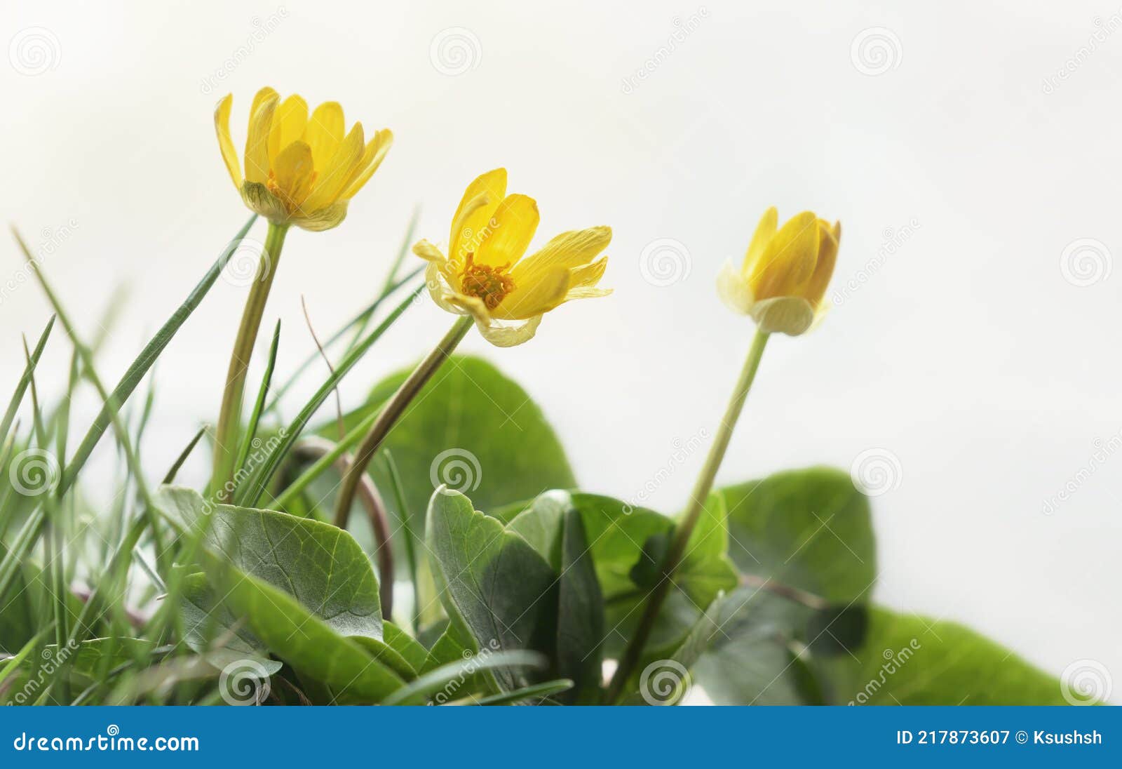 Spring Yellow Caltha Flowers in a Green Grass on White Stock Image ...