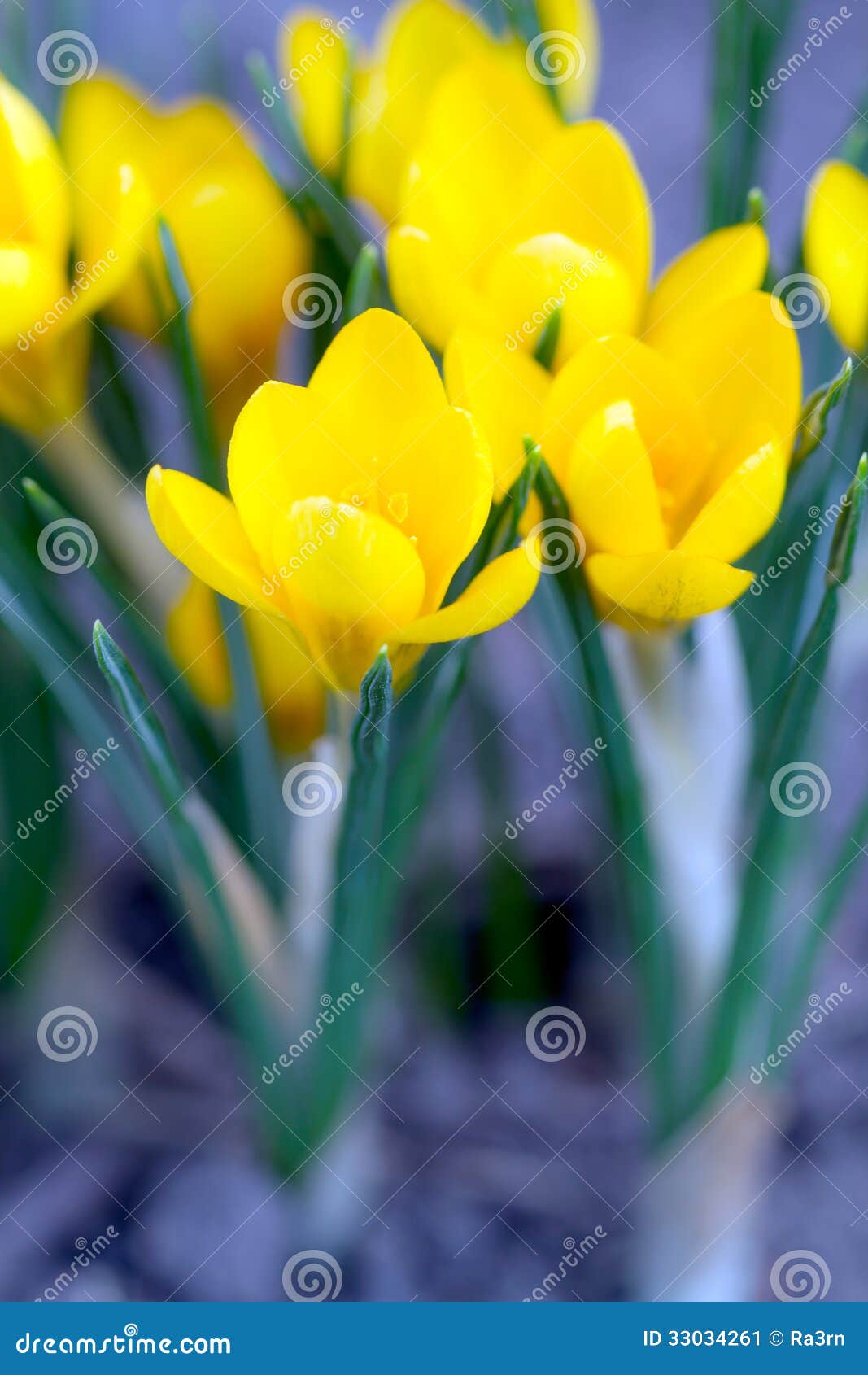 Spring yellow crocus stock image. Image of nature, flower - 33034261