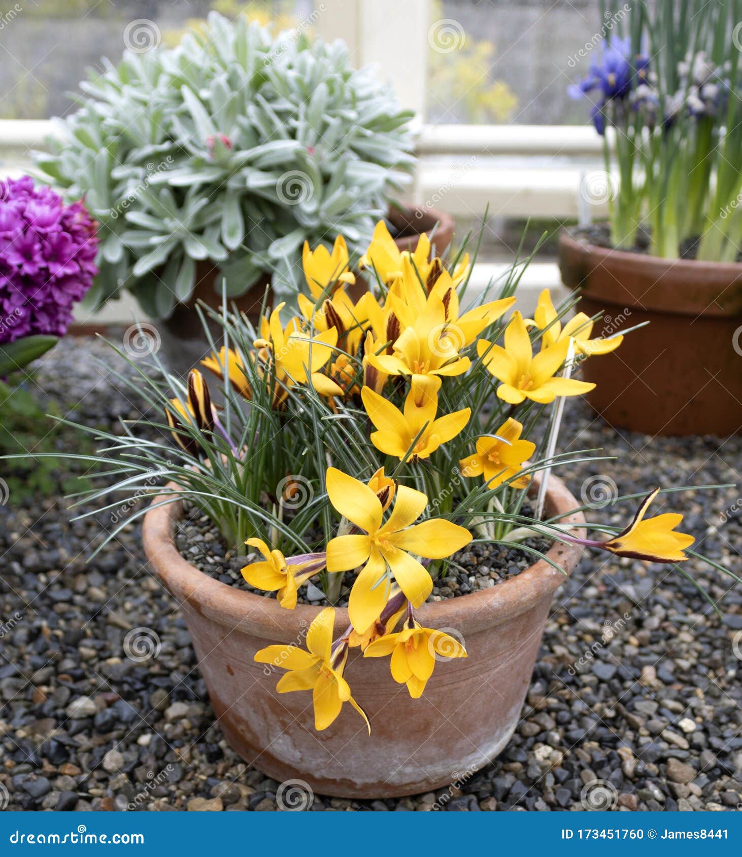 Crocus stock photo. Image of plant, bloom, nature, gardener - 173451760