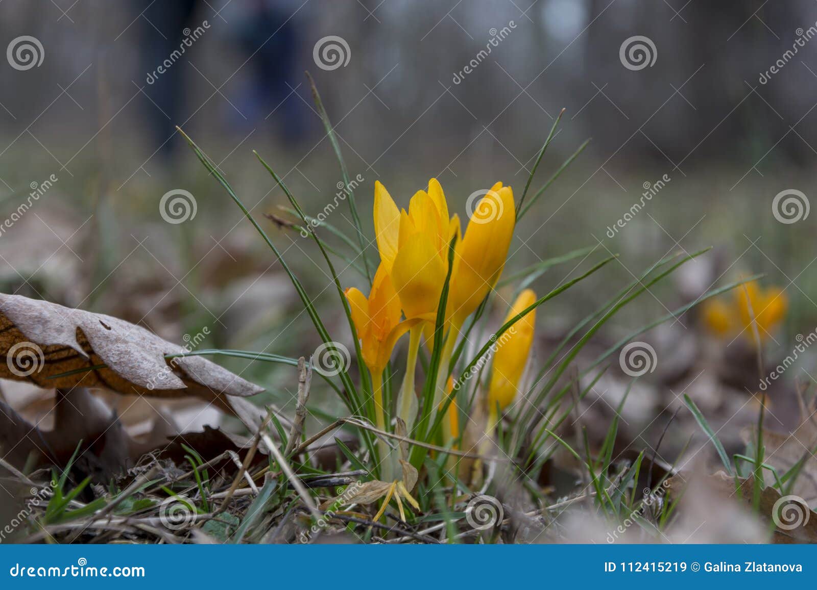 Spring Yellow Crocus.Yellow Spring Flower in the Fores Stock Image ...