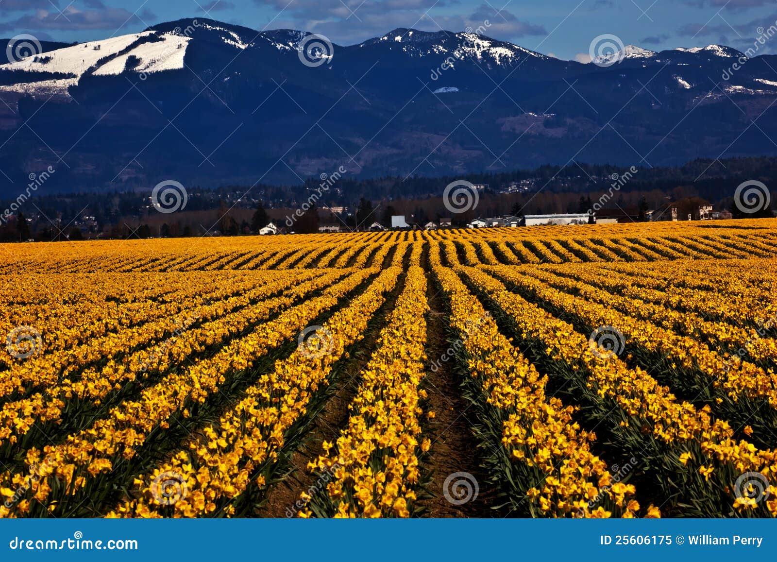 Spring Yellow Daffodil Row Flowers Skagit Stock Image - Image of ...