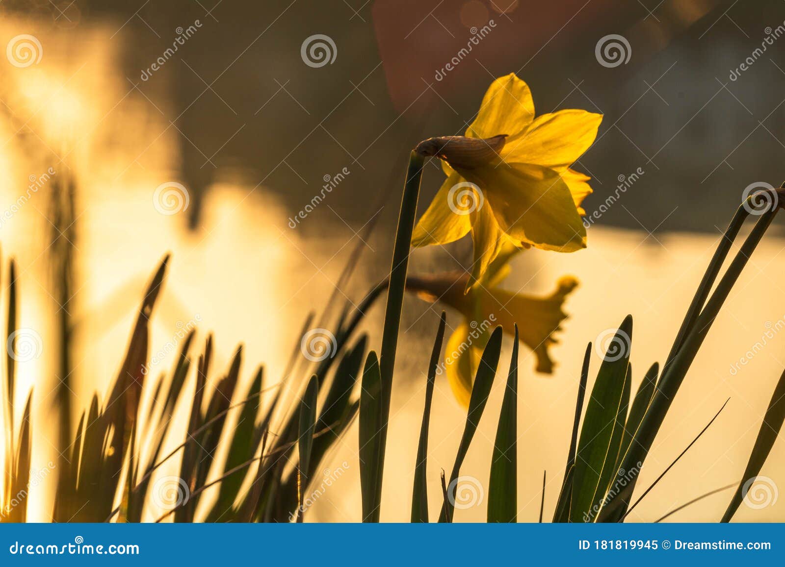 Spring Yellow Daffodils, Daffodils in the Light of the Morning Sun ...