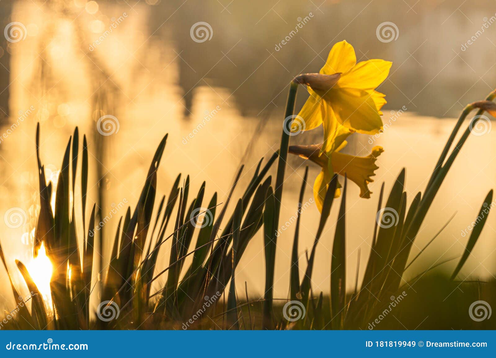 Spring Yellow Daffodils, Daffodils in the Light of the Morning Sun ...