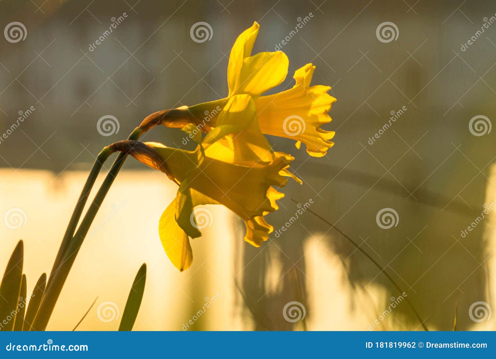 Spring Yellow Daffodils, Daffodils in the Light of the Morning Sun ...