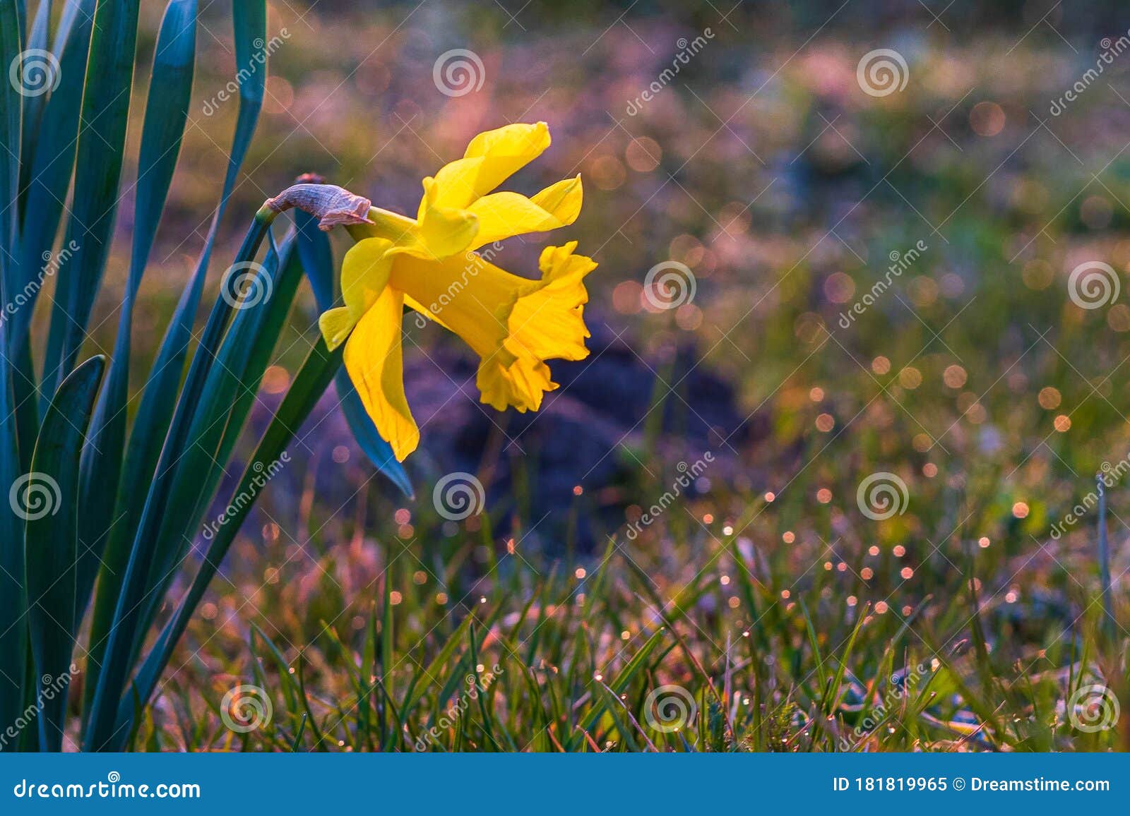 Spring Yellow Daffodils, Daffodils in the Light of the Morning Sun ...