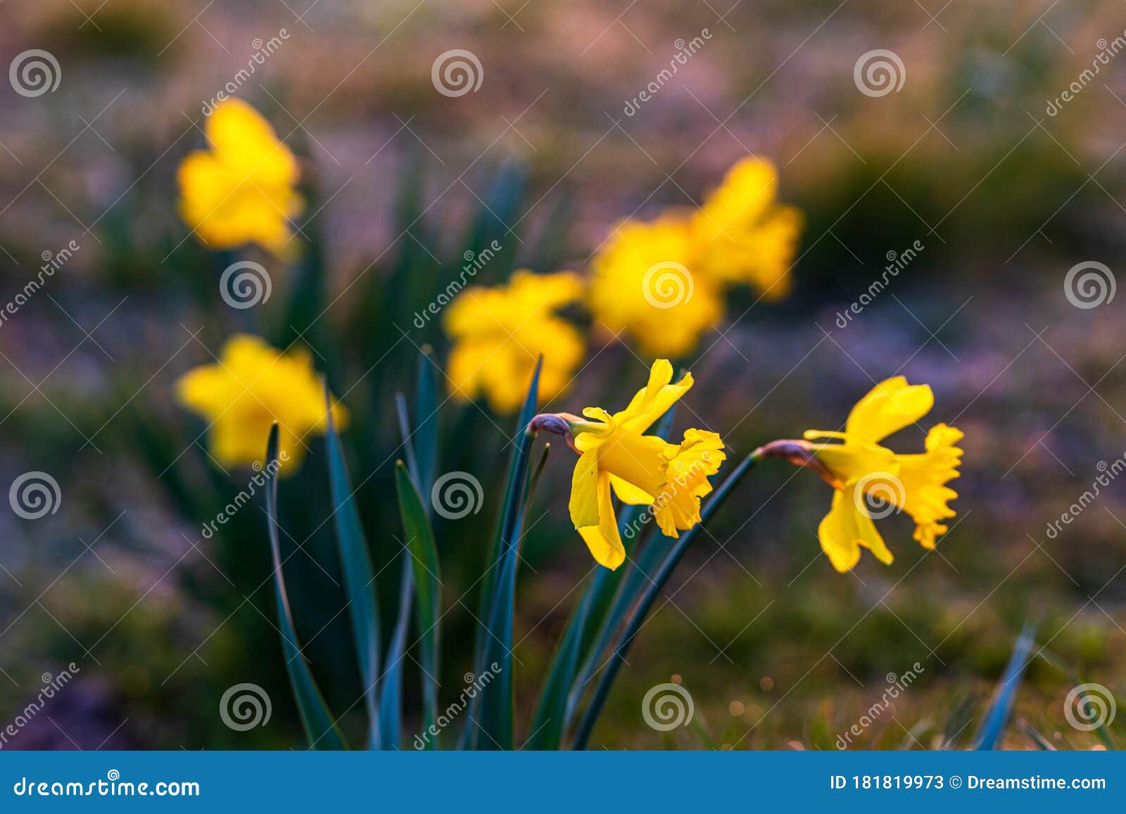 Spring Yellow Daffodils, Daffodils in the Light of the Morning Sun ...