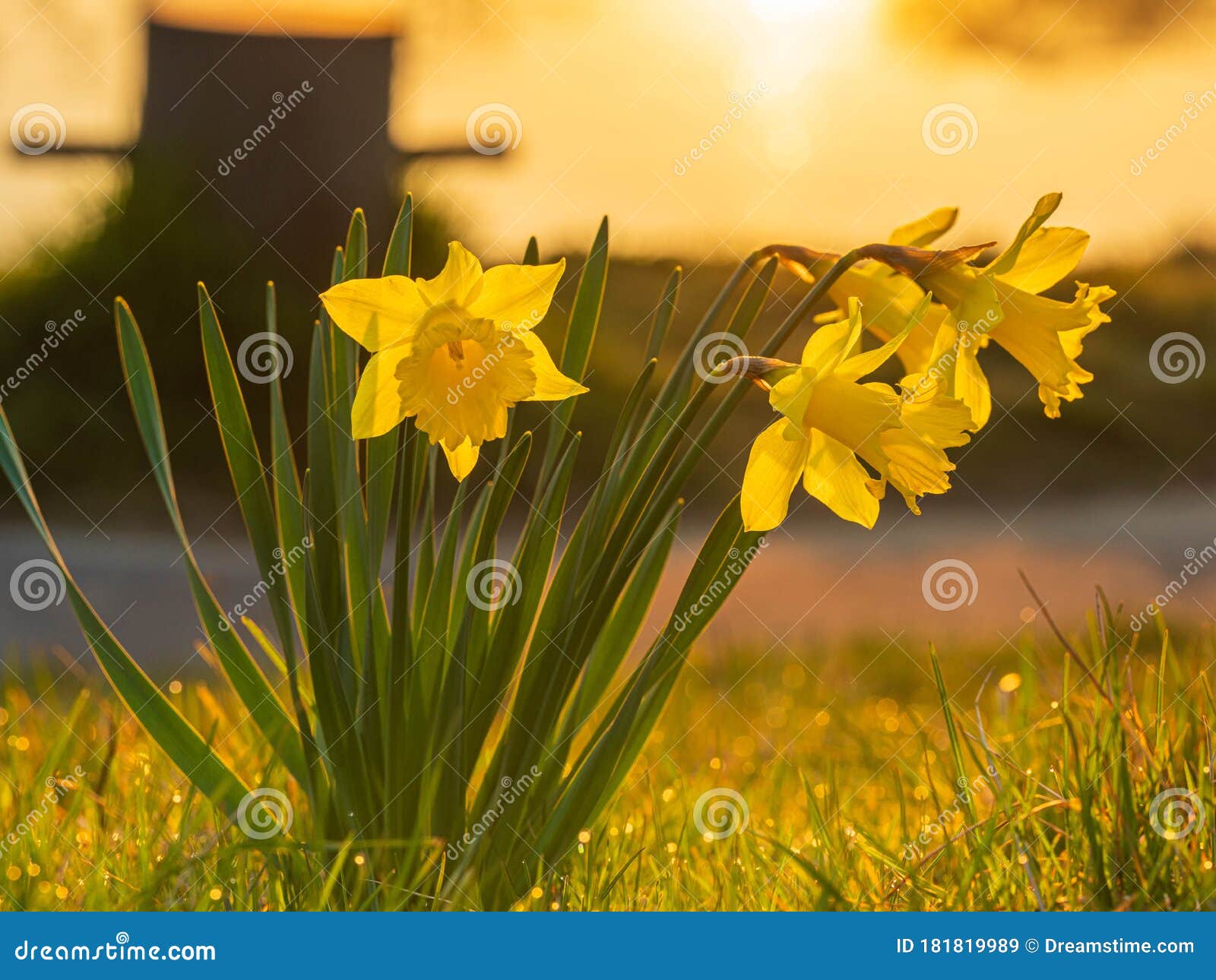 Spring Yellow Daffodils, Daffodils in the Light of the Morning Sun ...