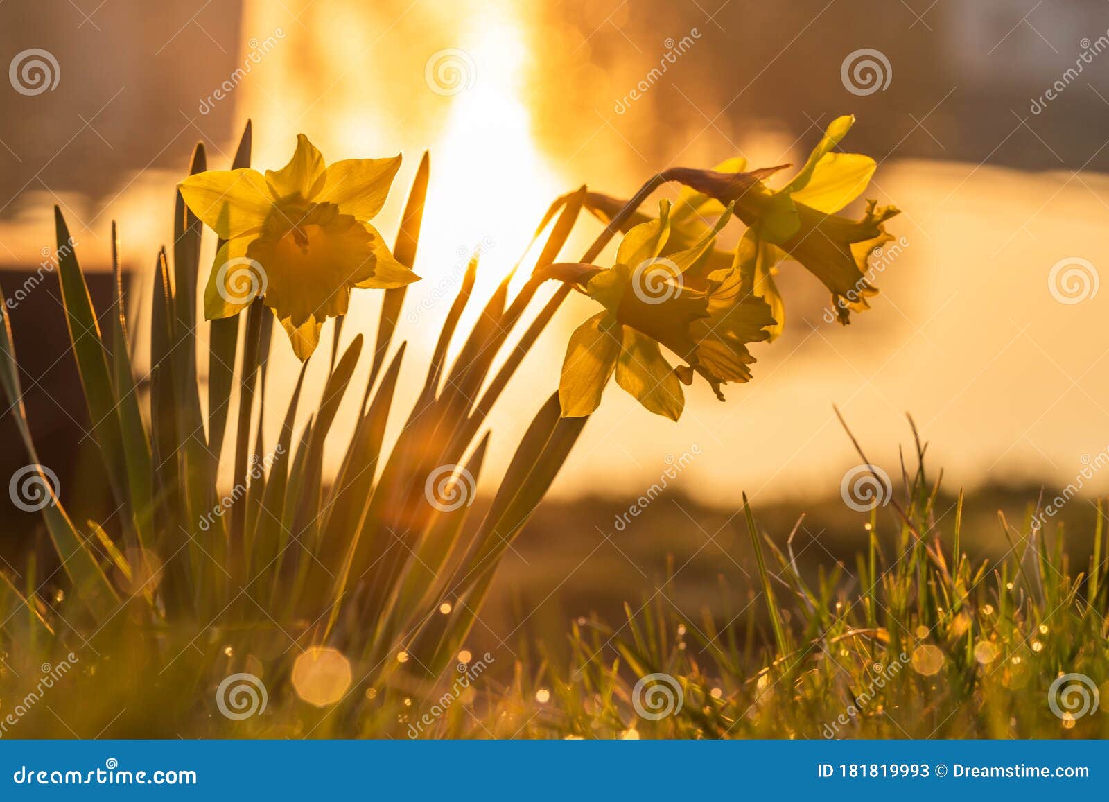 Spring Yellow Daffodils, Daffodils in the Light of the Morning Sun ...