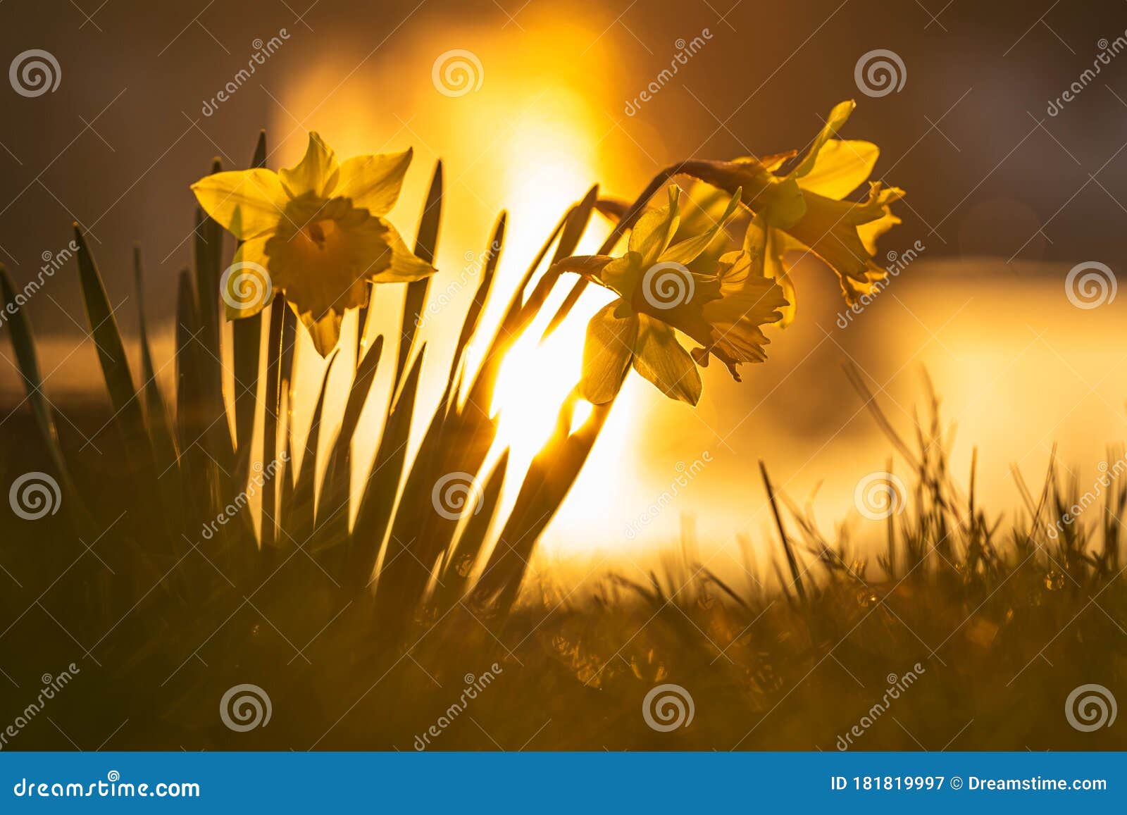Spring Yellow Daffodils, Daffodils in the Light of the Morning Sun ...
