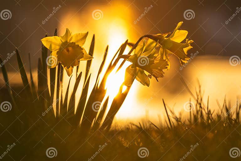 Spring Yellow Daffodils, Daffodils in the Light of the Morning Sun ...