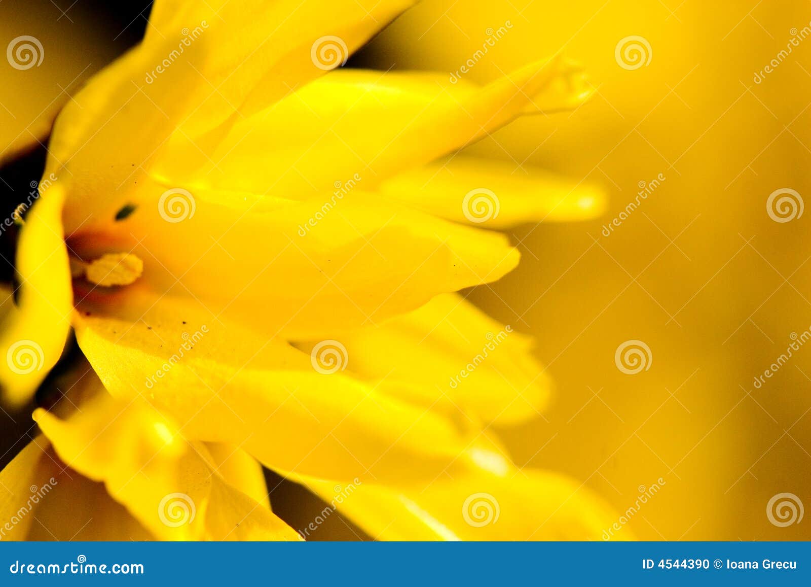 Spring yellow flower stock photo. Image of vivid, flower - 4544390