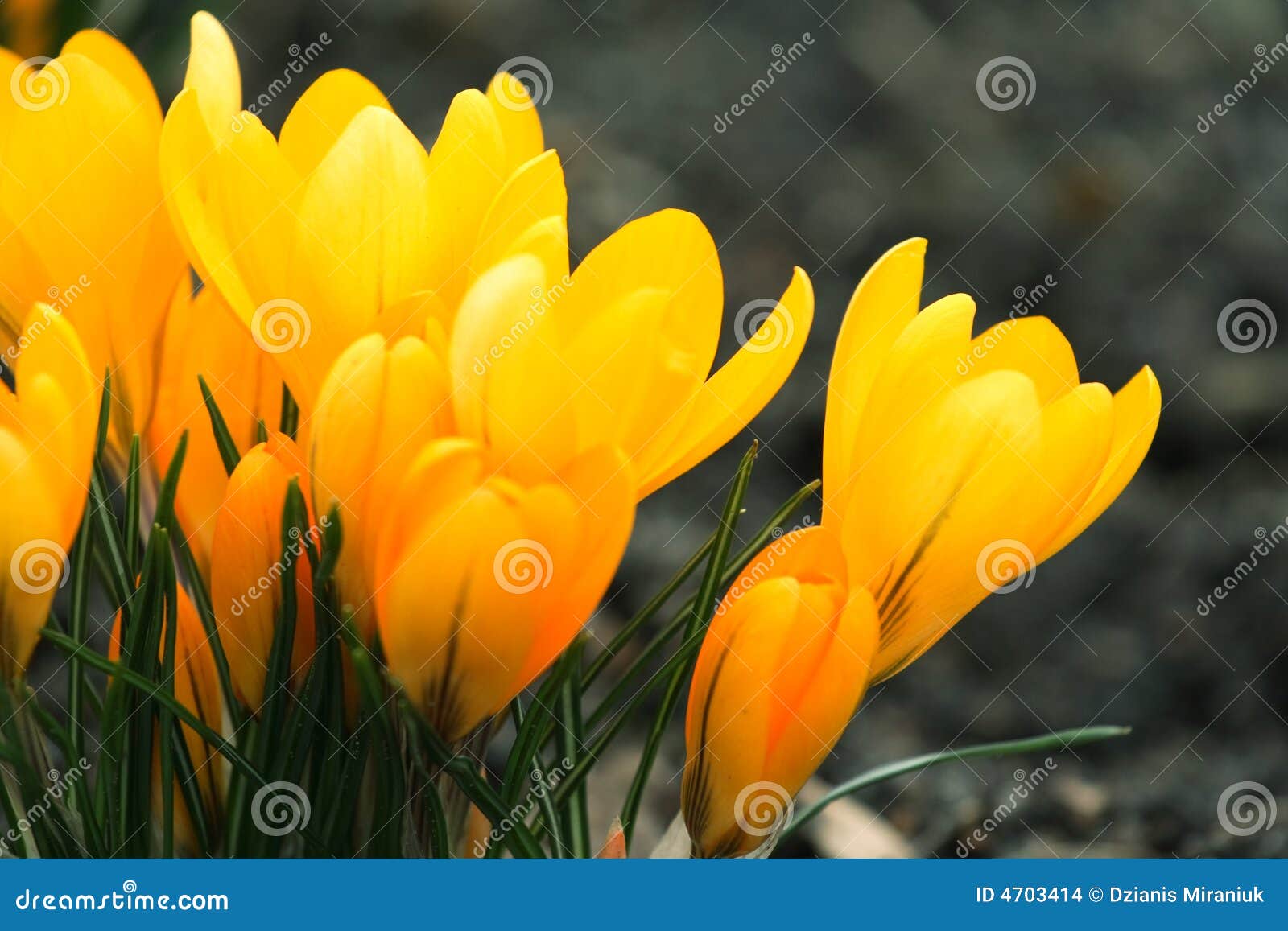 Spring yellow flowers stock photo. Image of floral, beauty - 4703414