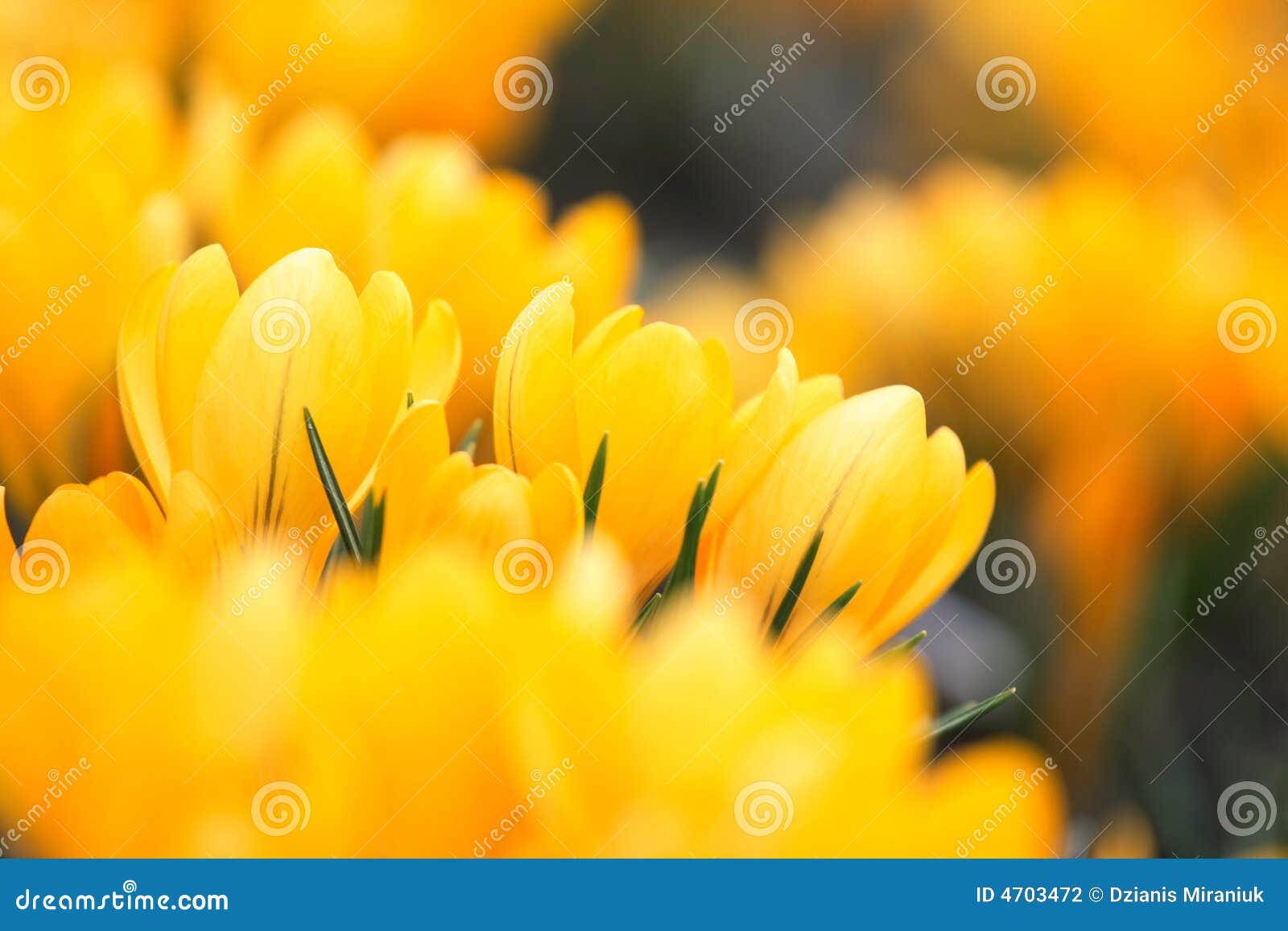Spring yellow flowers stock photo. Image of bright, beauty - 4703472