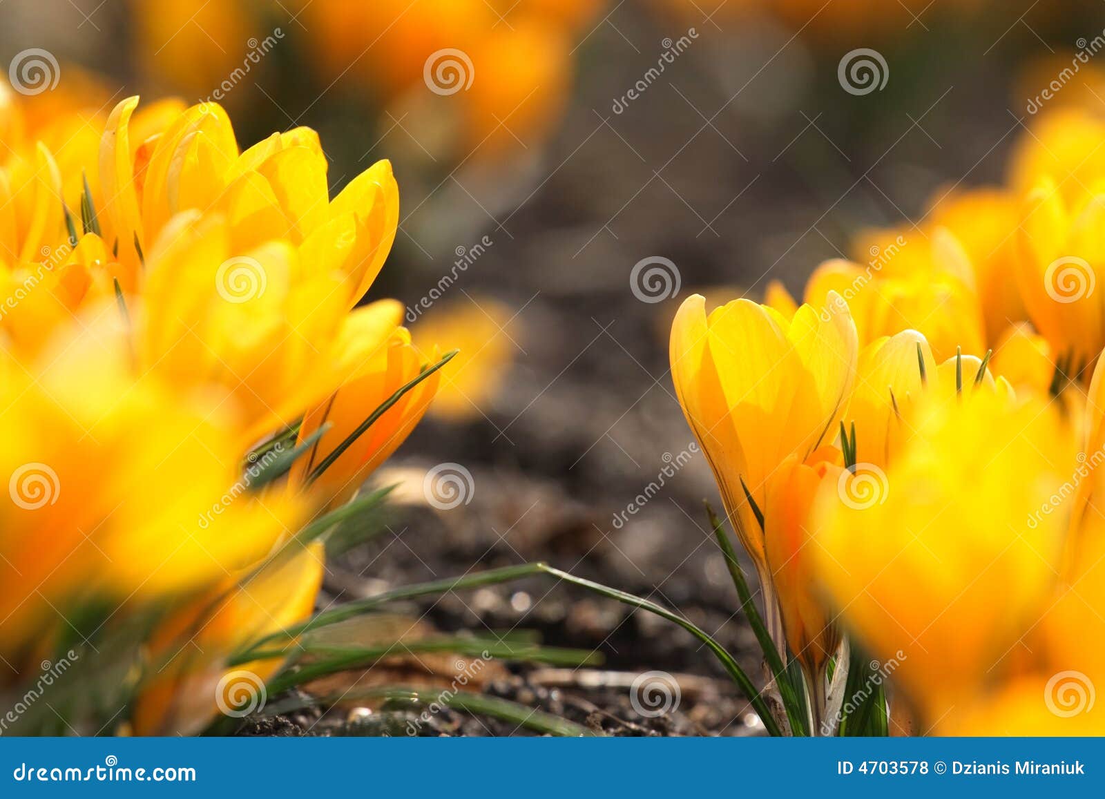 Spring yellow flowers stock photo. Image of rural, bright - 4703578