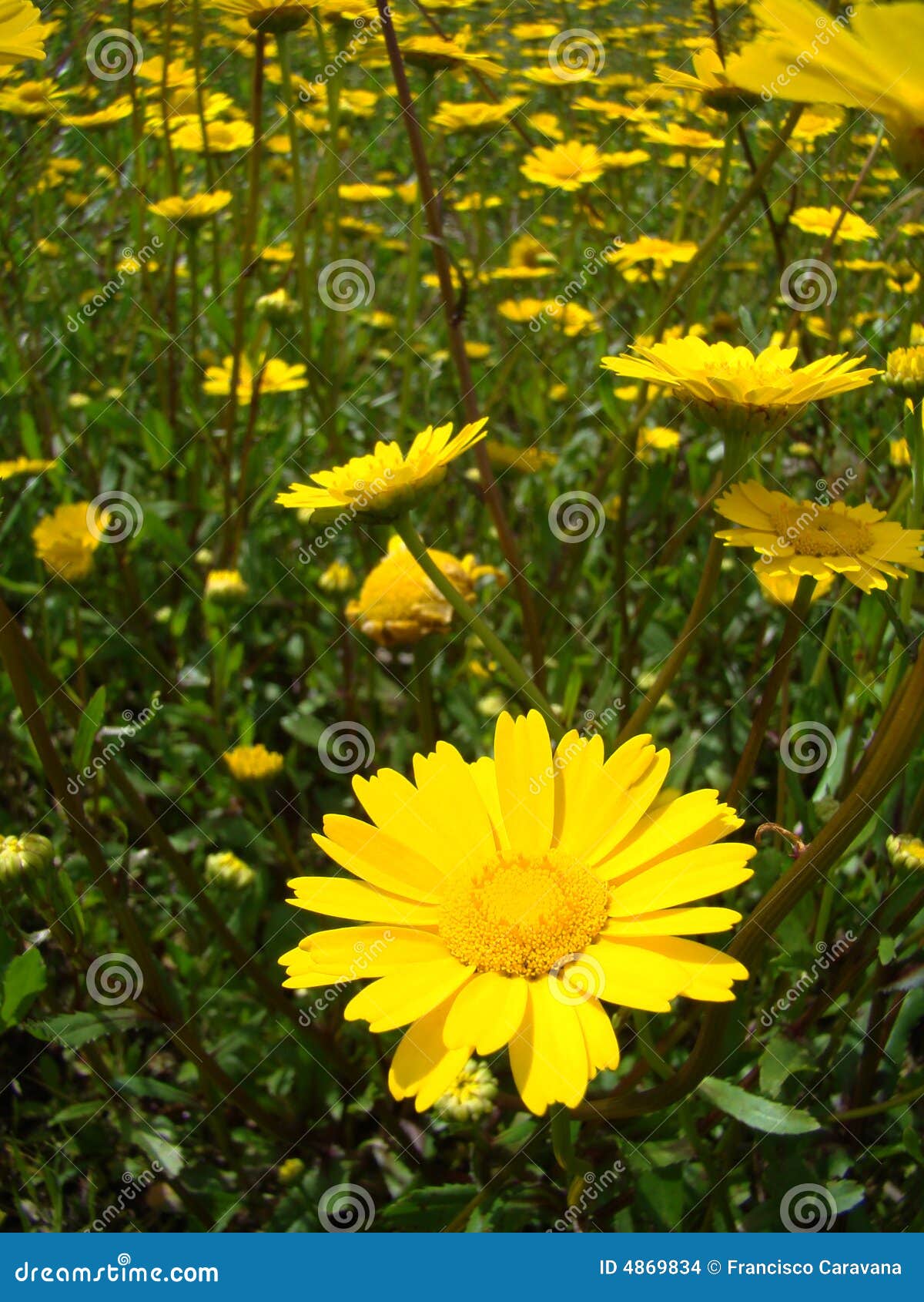 Spring Yellow flowers stock photo. Image of bloom, caravana - 4869834
