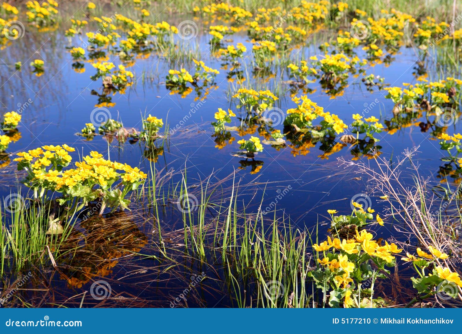 Spring Yellow Flowers on Bog Stock Photo - Image of pond, ornamental ...
