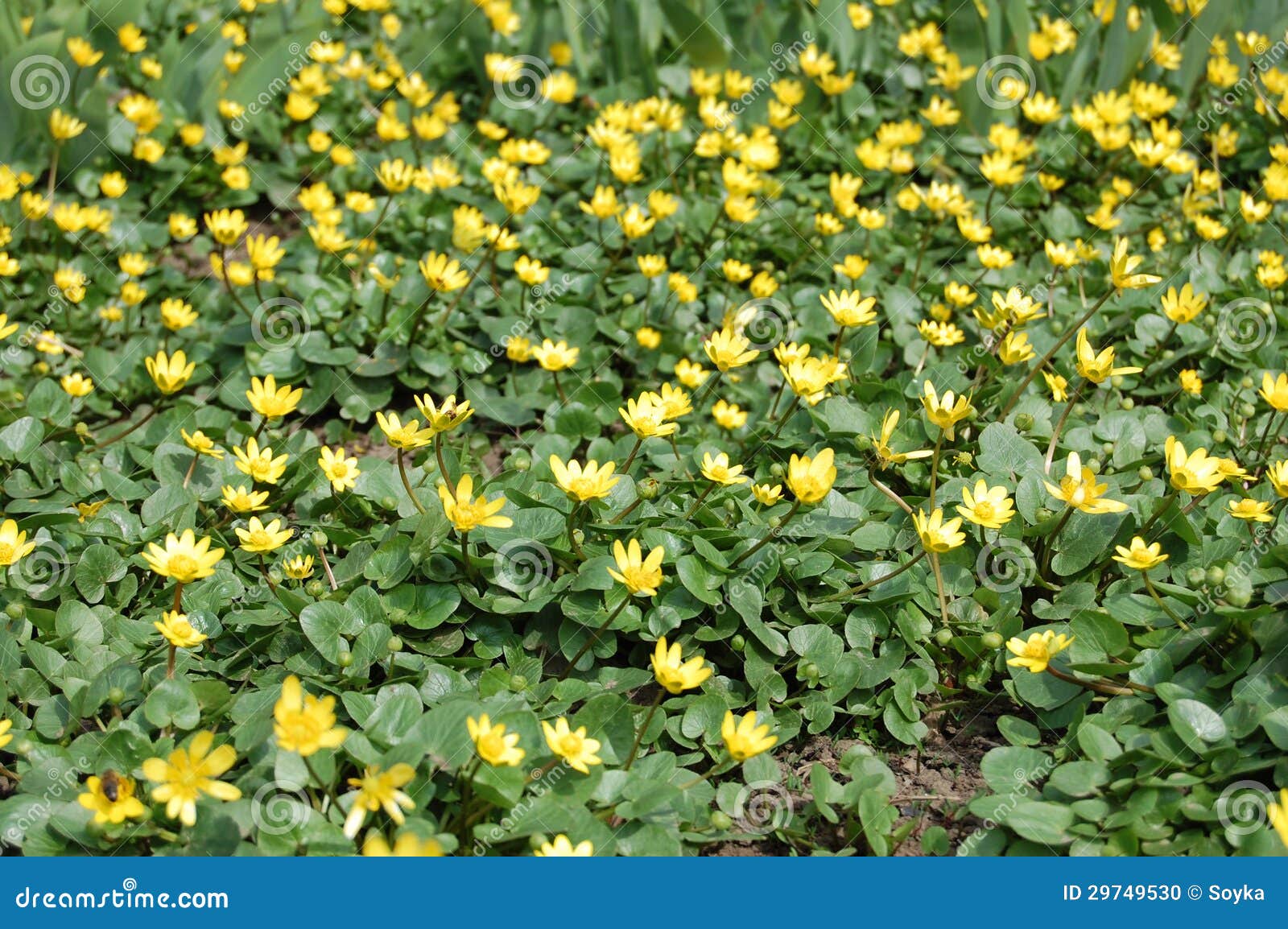 Spring yellow flowers stock photo. Image of floweriness - 29749530