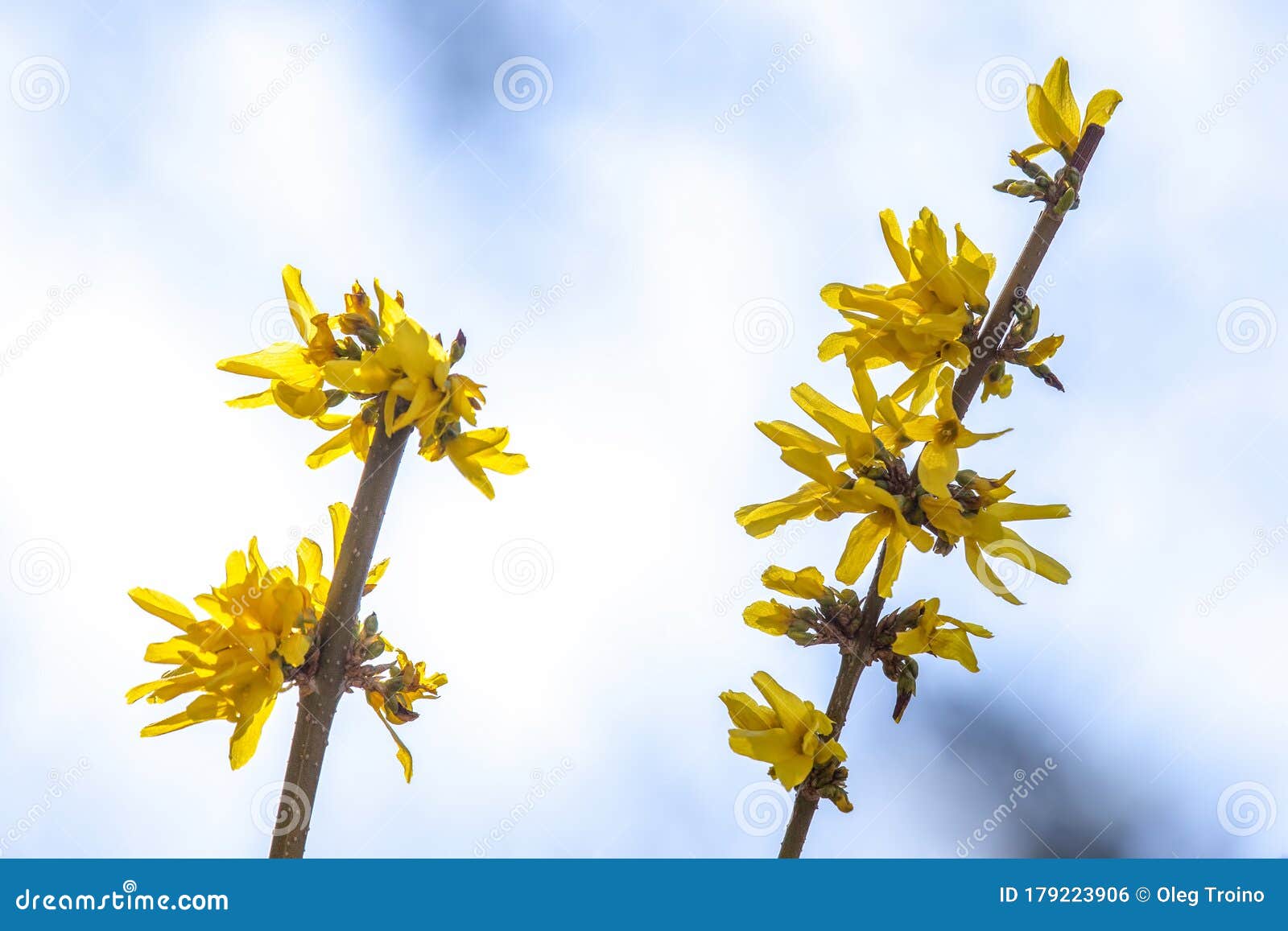 Spring Yellow Flowers on a Tree Stock Photo - Image of flowers, fresh ...