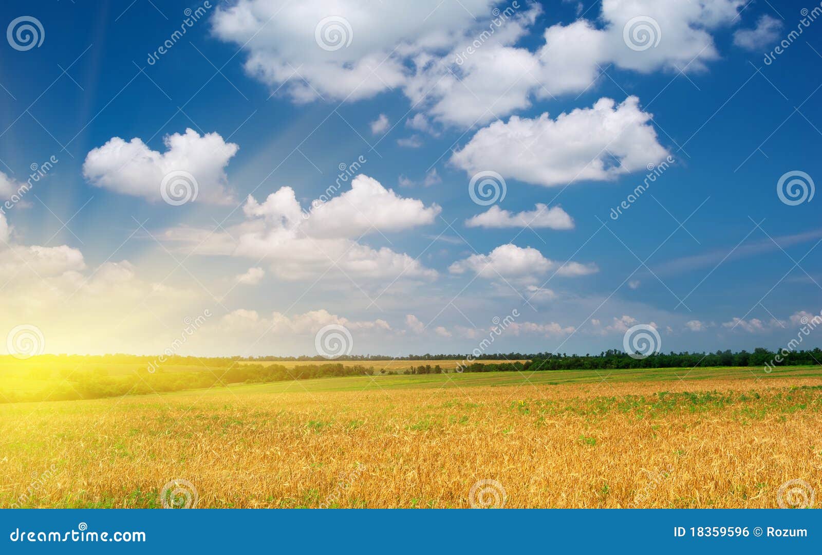Spring yellow meadow stock photo. Image of farm, countryside - 18359596