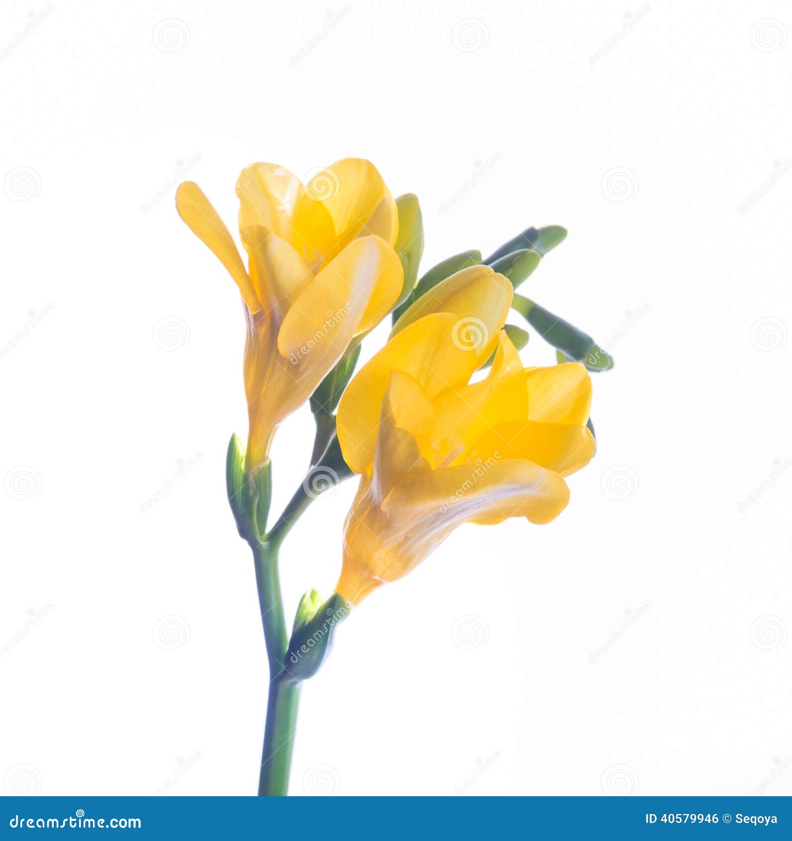 Spring yellow primrose stock photo. Image of beautiful - 40579946