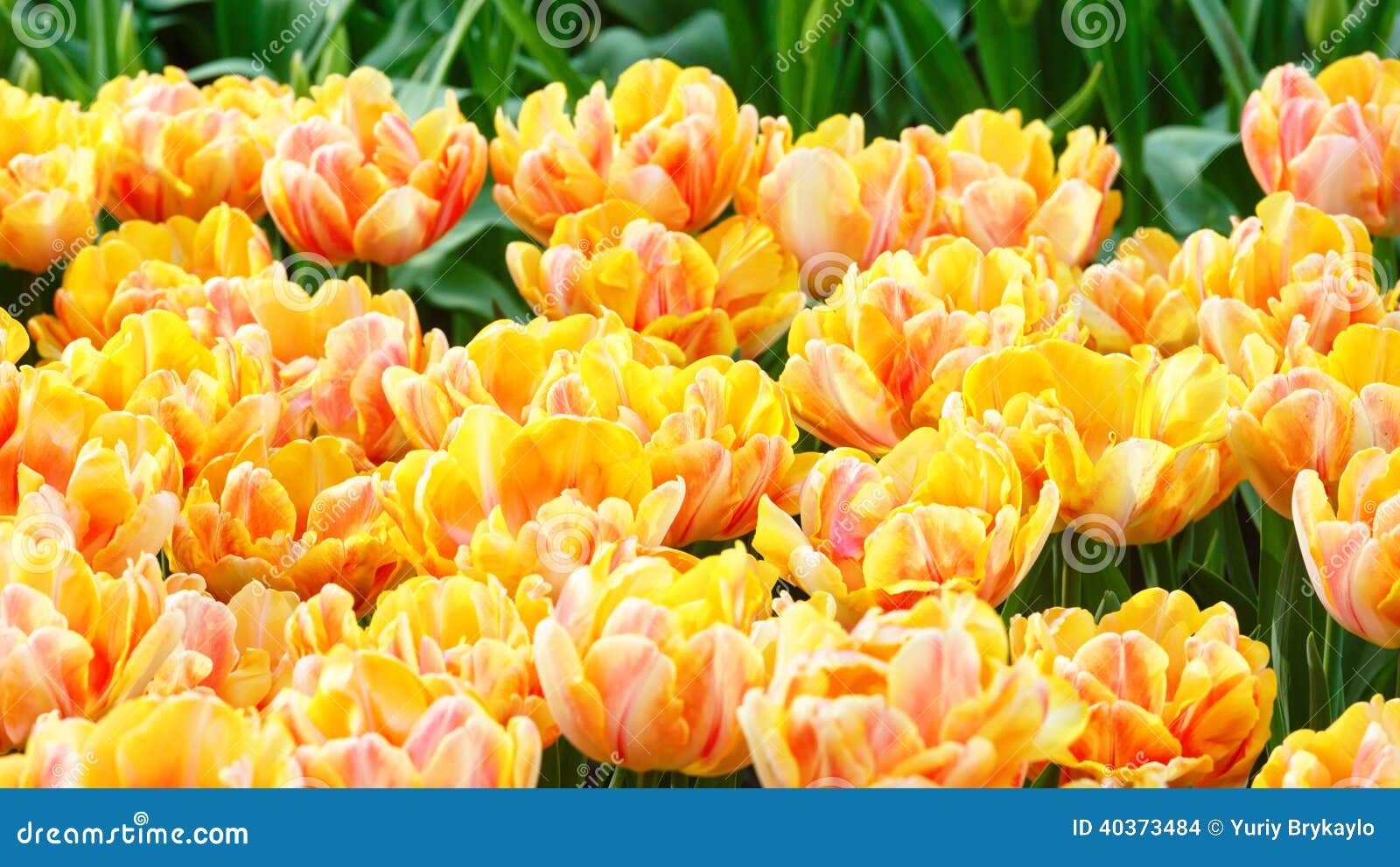 Spring Yellow-red Tulips Close-up. Stock Photo - Image of background ...