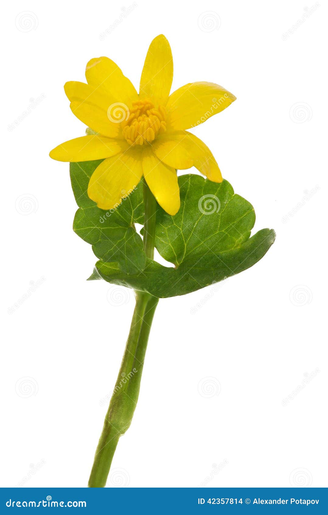 Spring Yellow Single Flower Isolated on White Stock Photo - Image of ...