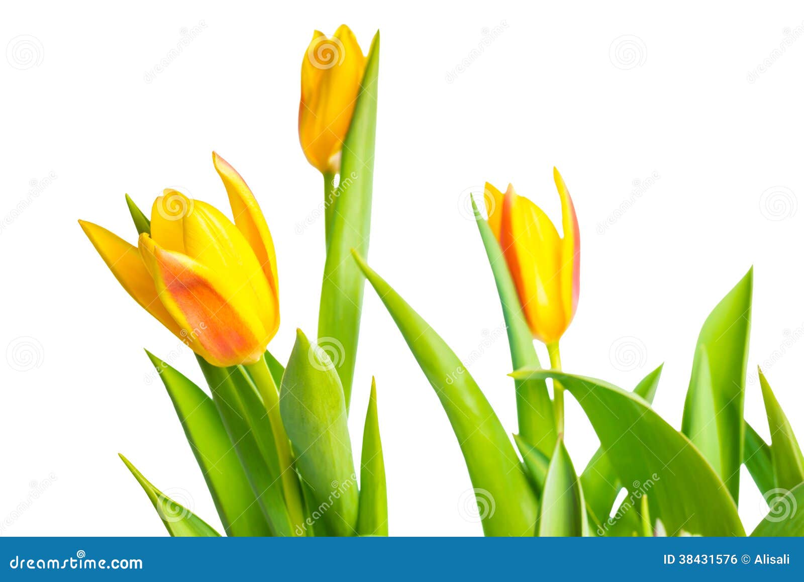 Spring Yellow Tulips Flower Colorful is Isolated on White Stock Photo ...