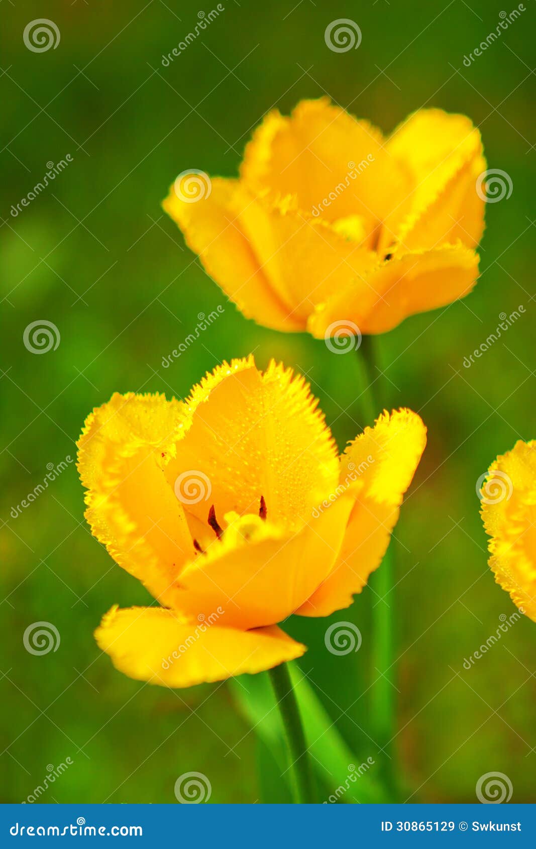Spring yellow tulips. stock image. Image of purple, mothers - 30865129