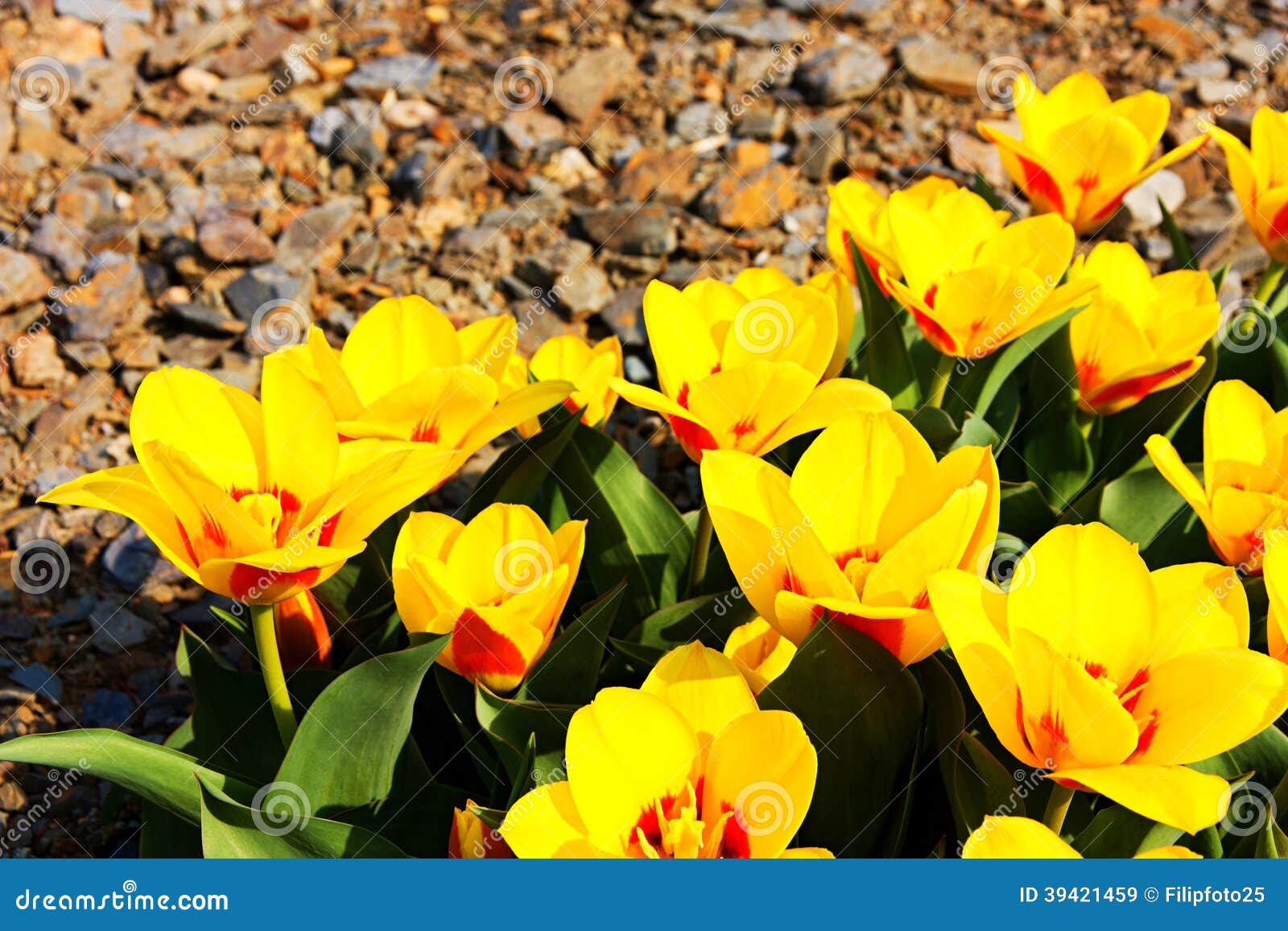 Spring yellow tulips stock image. Image of floral, scenic - 39421459