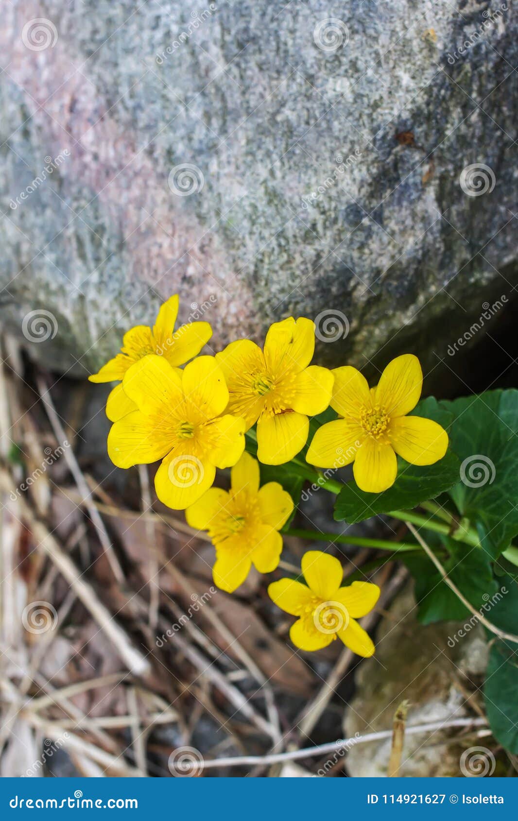 Spring Yellow Flowers Blooming in a Park. Stock Image - Image of leaf ...