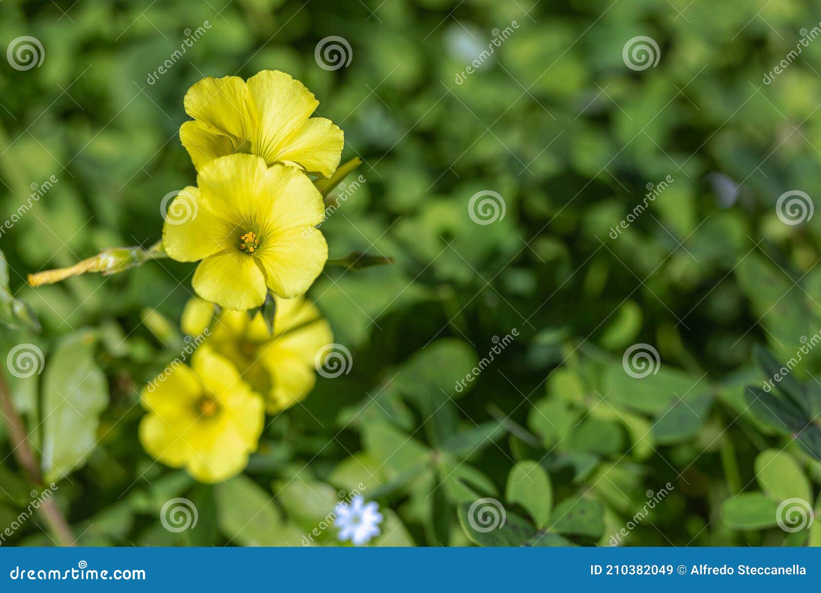 Spring yellow wildflower stock image. Image of bloom - 210382049