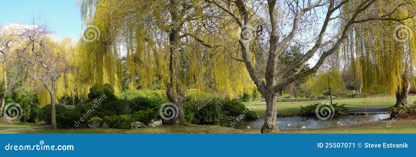 Spring, yellow willows stock image. Image of canada, willows - 25507071