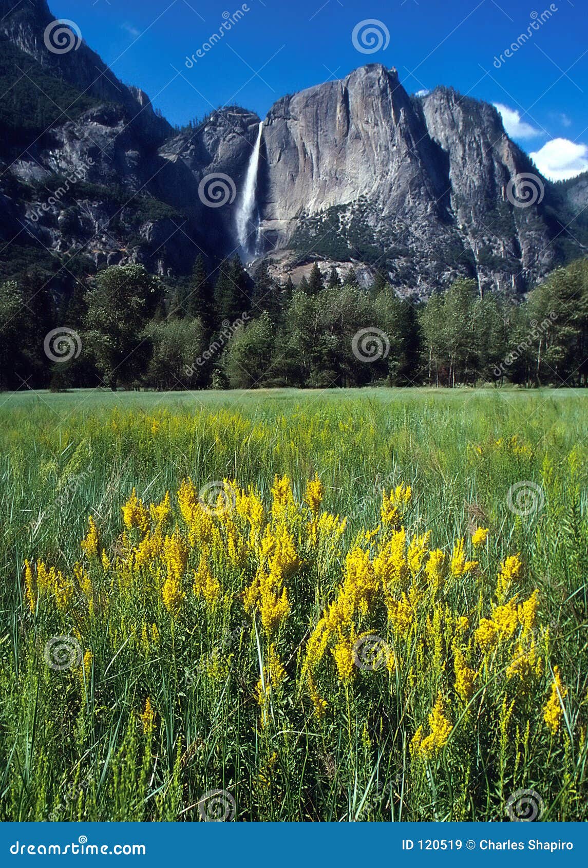 Spring into Yosemite stock image. Image of ground, rock - 120519