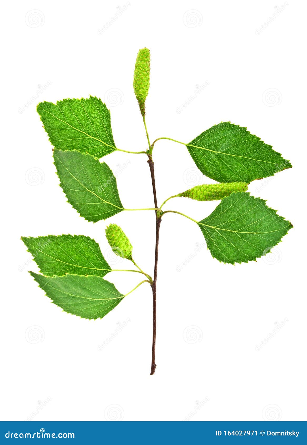 Spring, Young Birch Branch on a White Background Stock Image - Image of ...
