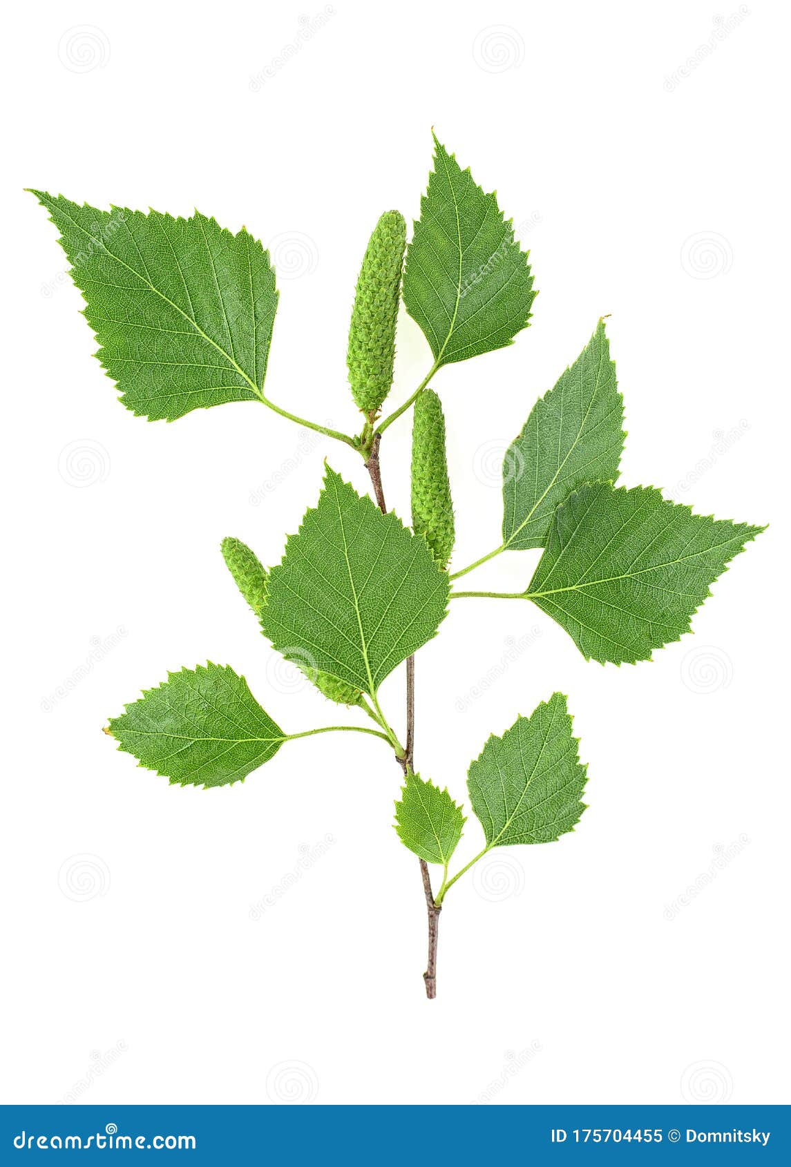 Spring, Young Birch Branch on White Background Stock Image - Image of ...