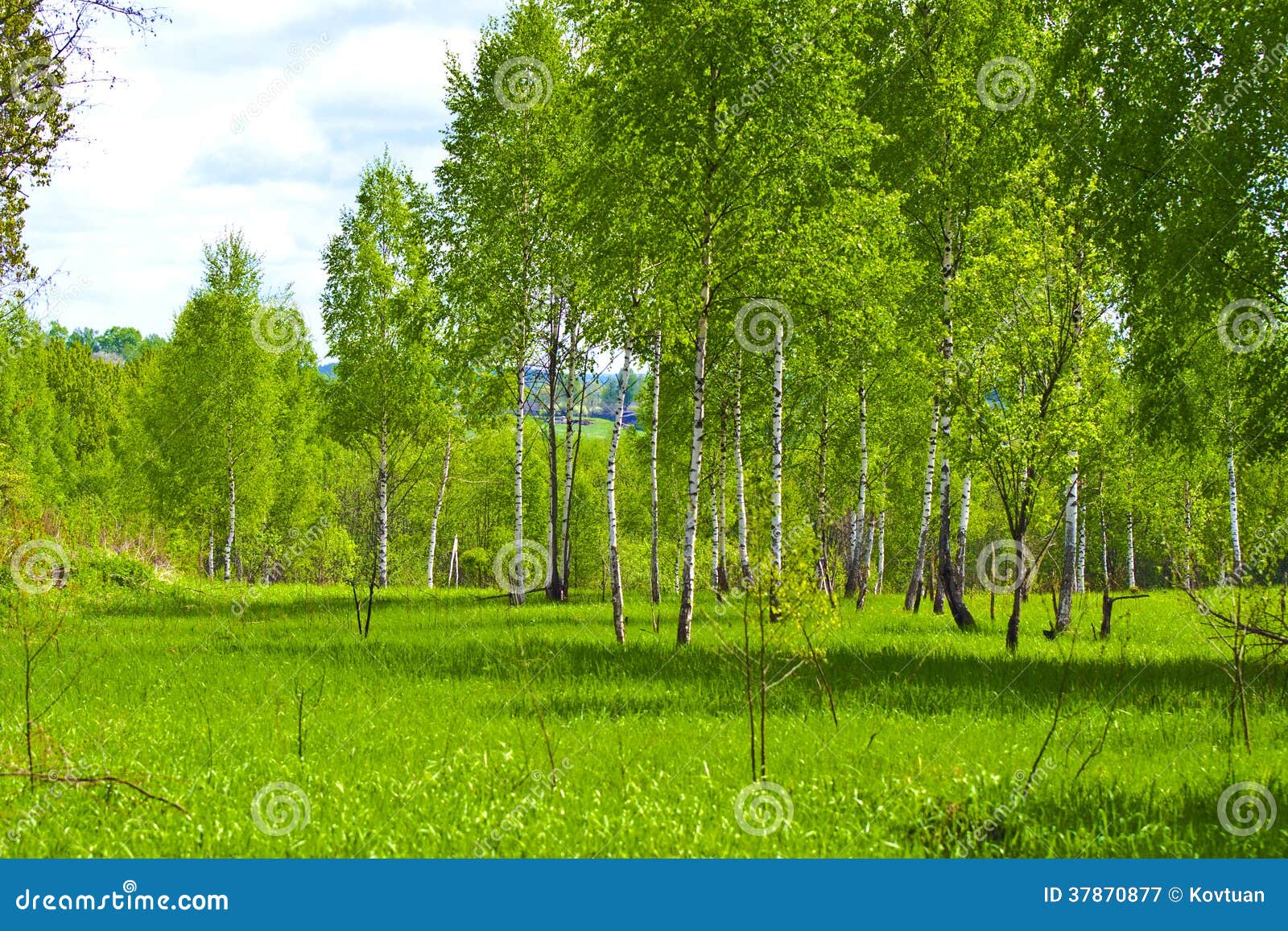 Spring. Young Birch Trees in Fresh Greens Stock Image - Image of spring ...
