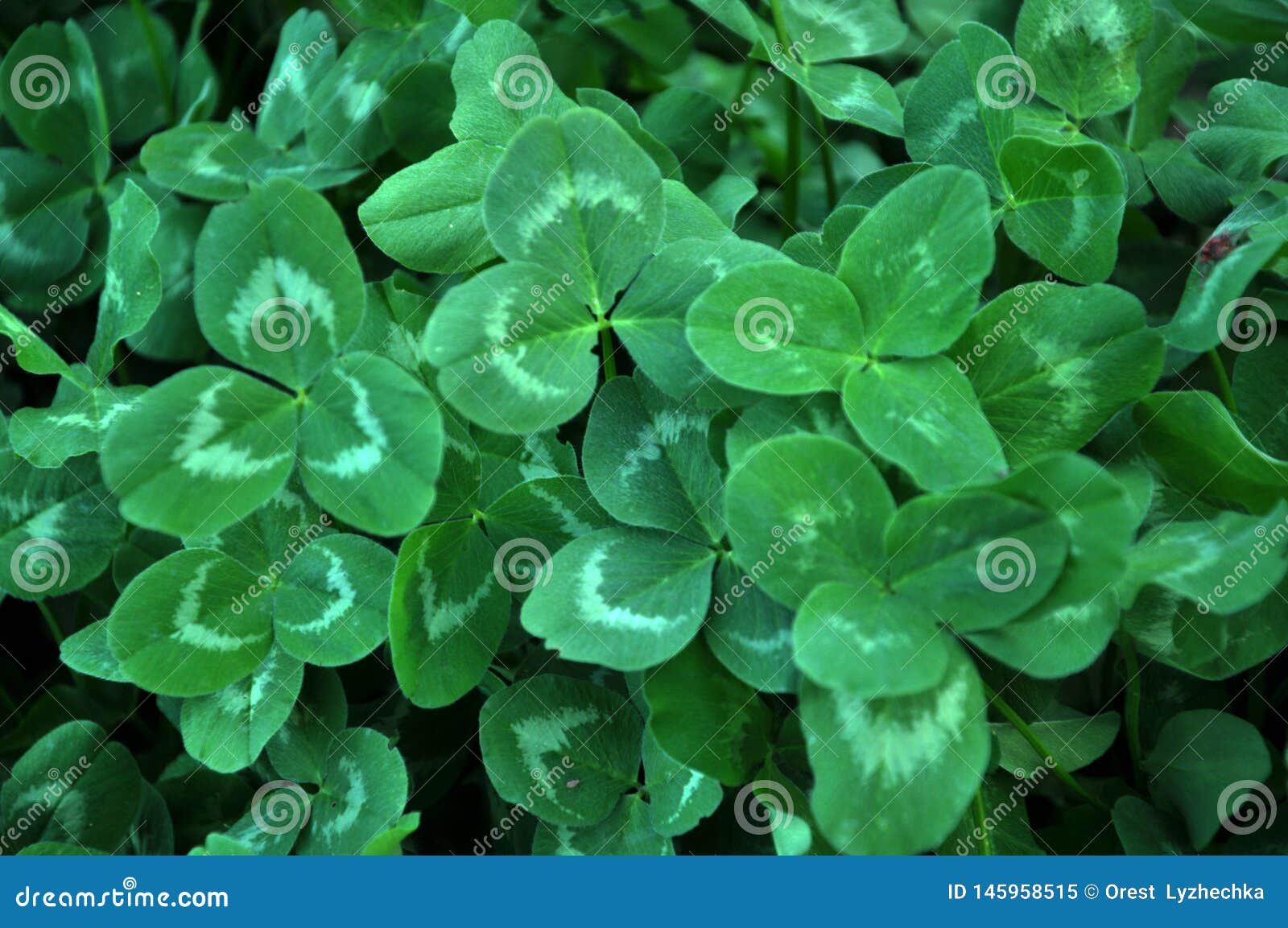 In the Spring, a Young Clover Grows Stock Image - Image of flora, feeds ...